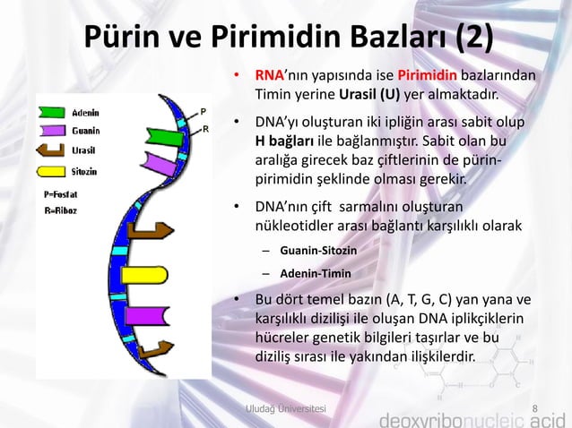 DNA RNA [in Turkish] | PDF