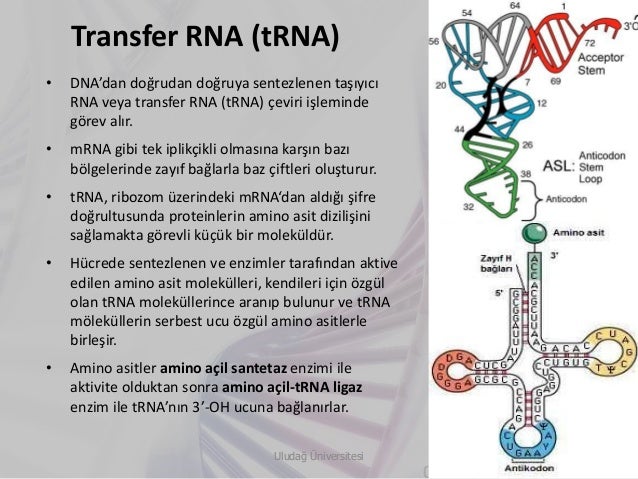 DNA RNA [in Turkish]