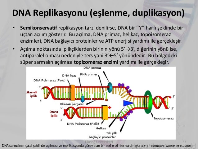 DNA RNA [in Turkish]
