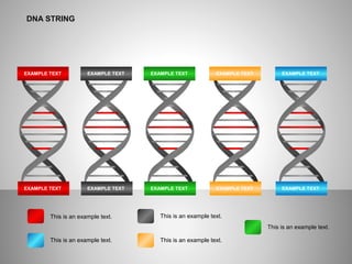 DNA Strand Diagram for PowerPoint | PPT