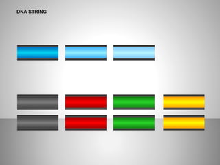 DNA Strand Diagram for PowerPoint | PPT