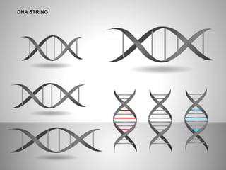 DNA Strand Diagram for PowerPoint | PPT