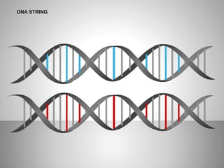 DNA Strand Diagram for PowerPoint | PPT