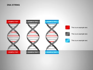 DNA Strand Diagram for PowerPoint | PPT