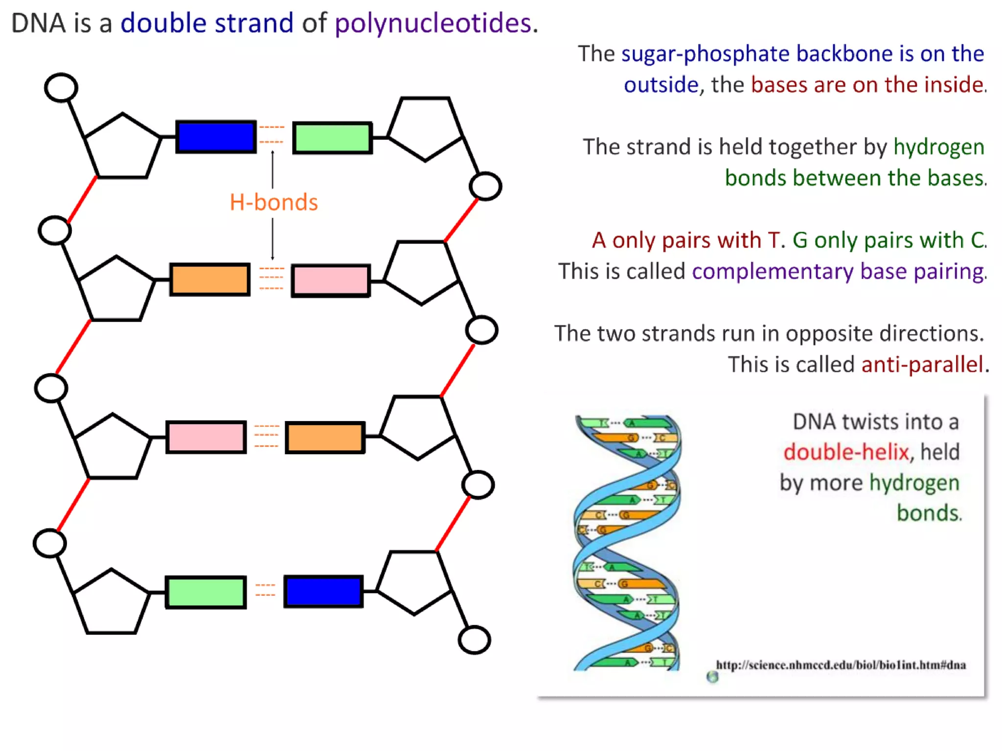 DNA Structure (core and AHL) | PDF
