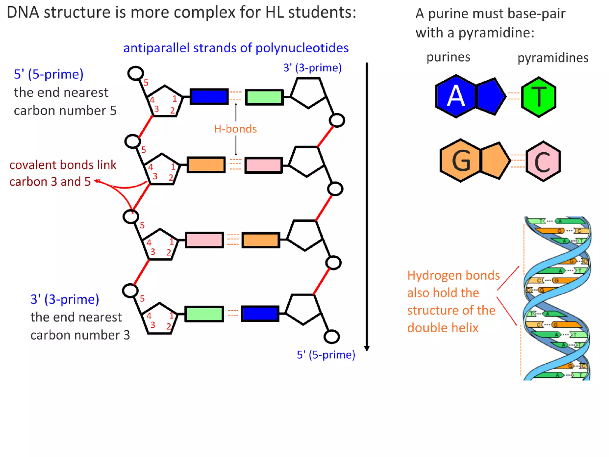 DNA Structure (core and AHL) | PDF