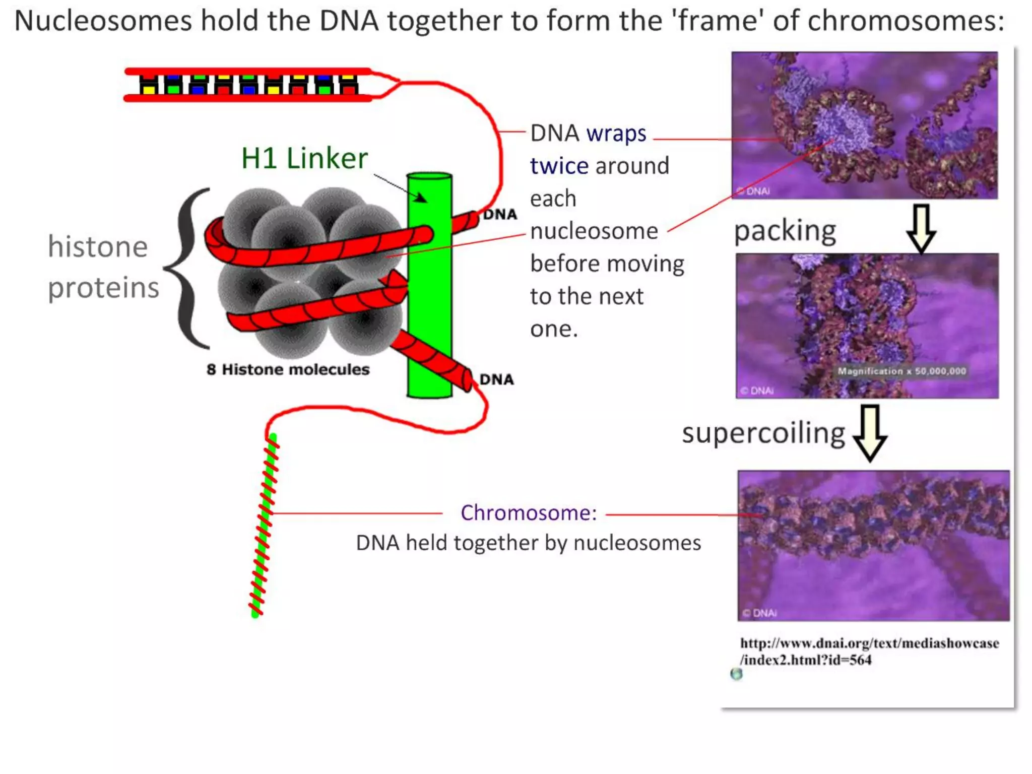 DNA Structure (core and AHL) | PDF