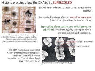 DNA Structure (core and AHL) | PPT