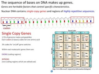 DNA Structure (core and AHL) | PDF