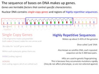 DNA Structure (core and AHL) | PDF