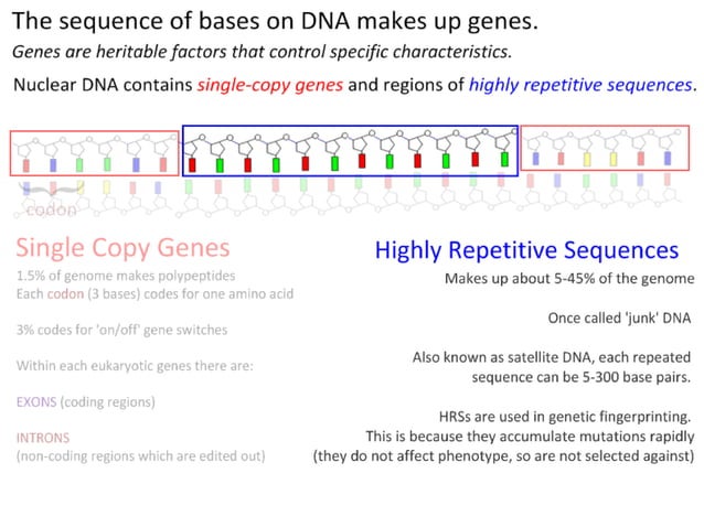 DNA Structure (core and AHL) | PDF