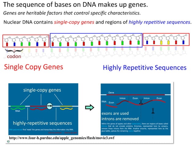 DNA Structure (core and AHL) | PDF
