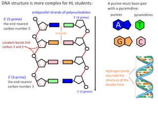 DNA Structure (core and AHL) | PPT
