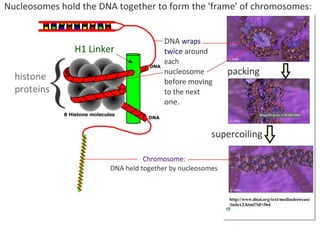 DNA Structure (core and AHL) | PPT