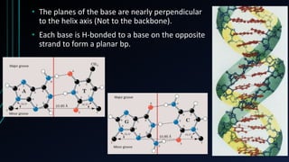 Dna structure | PPTX