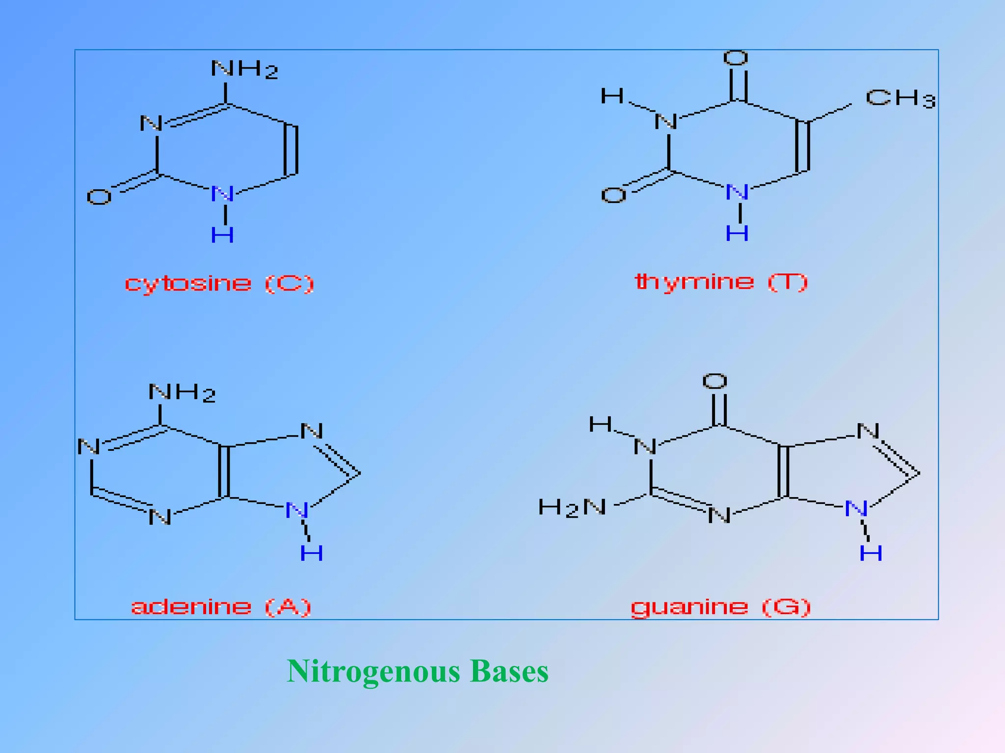 Dna structure.jpg