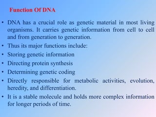 Dna structure.jpg