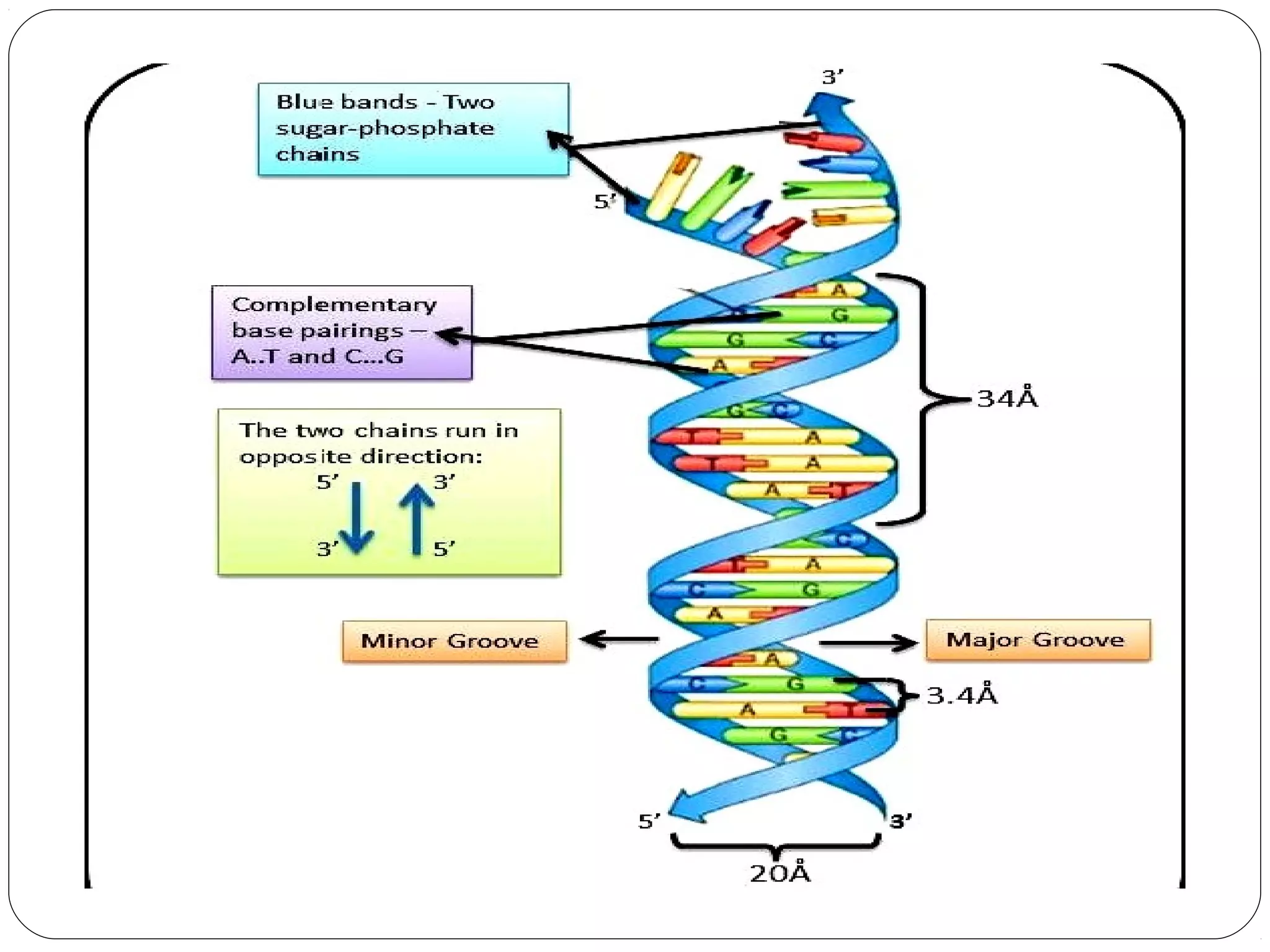 DNA: structure, organization and function | PPT