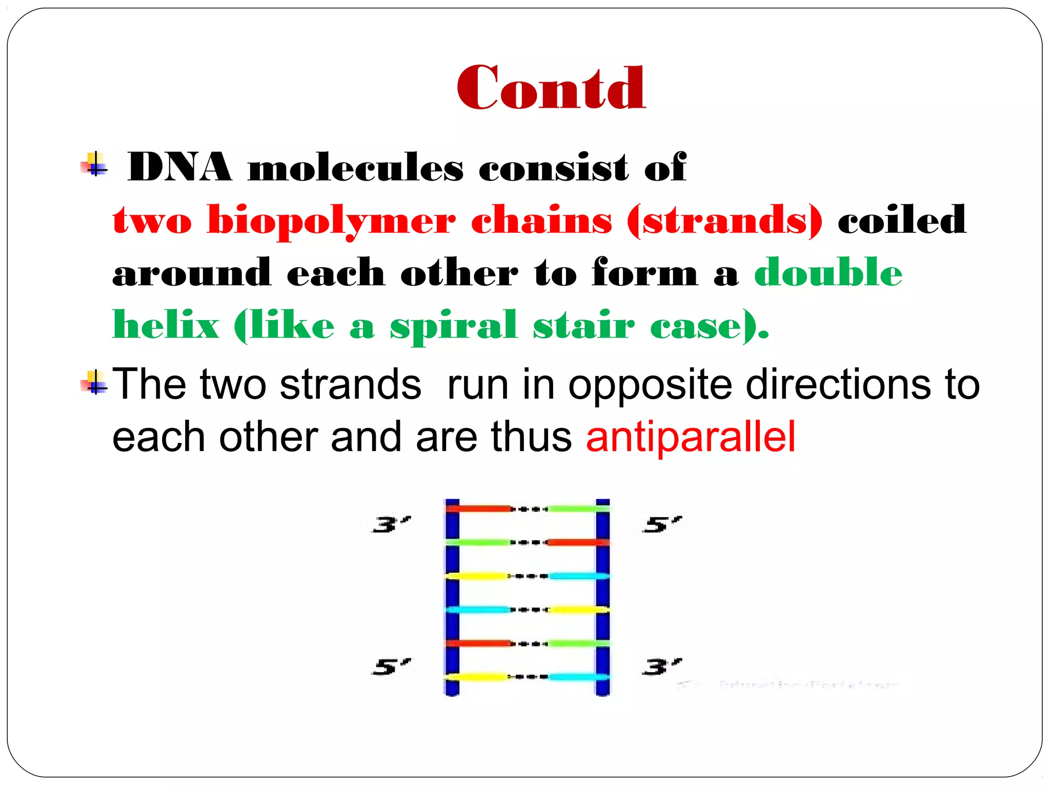 DNA: structure, organization and function | PPT