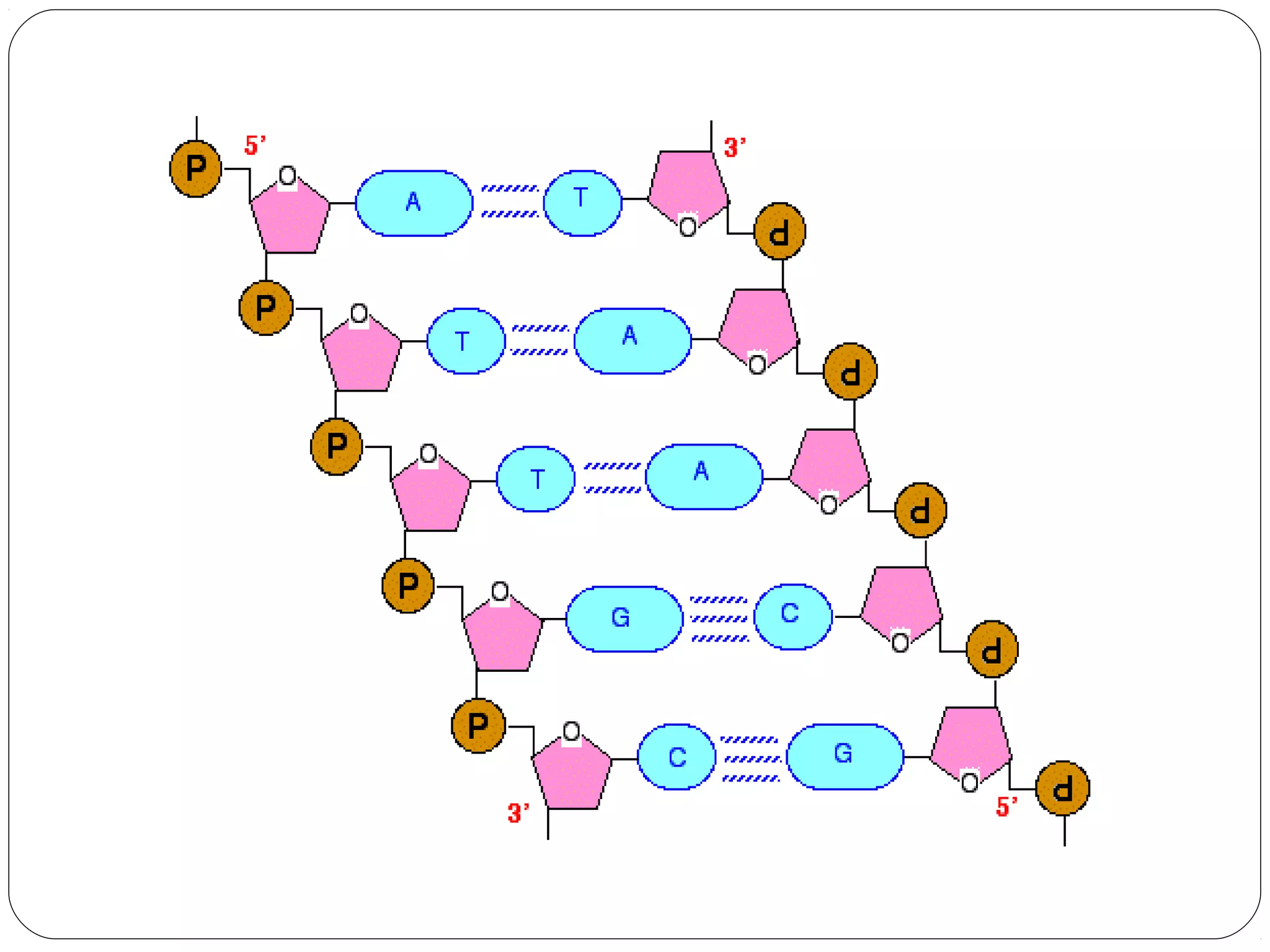 DNA: structure, organization and function | PPT