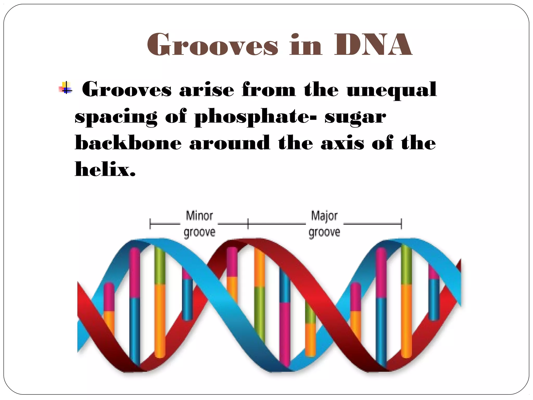 DNA: structure, organization and function | PPT