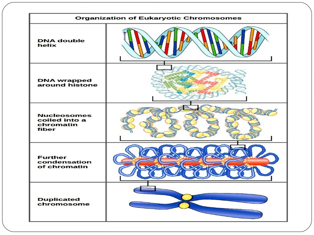 DNA: structure, organization and function