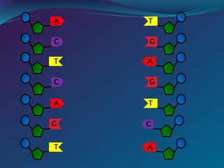 DNA-Structure PPT.ppt
