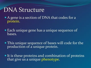 DNA-Structure PPT.ppt................... | PPT