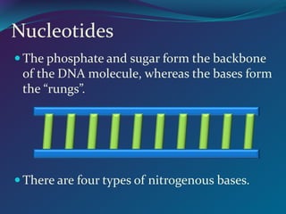 DNA-Structure PPT.ppt................... | PPT