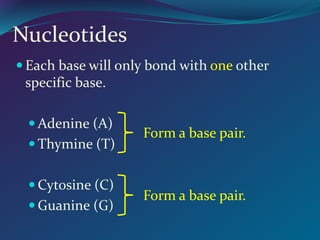DNA-Structure PPT.ppt................... | PPT