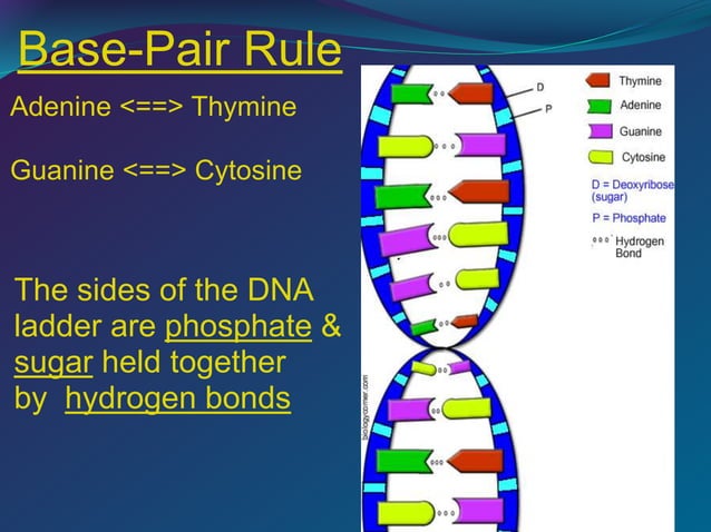 DNA-Structure PPT.ppt................... | PPT