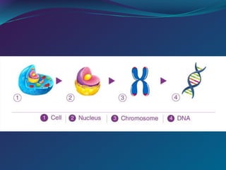 DNA structure and its basic functions .ppt