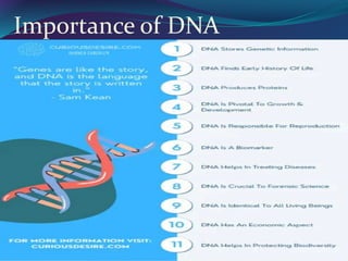 DNA structure and its basic functions .ppt