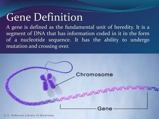 DNA structure and its basic functions .ppt