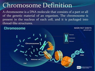 DNA structure and its basic functions .ppt