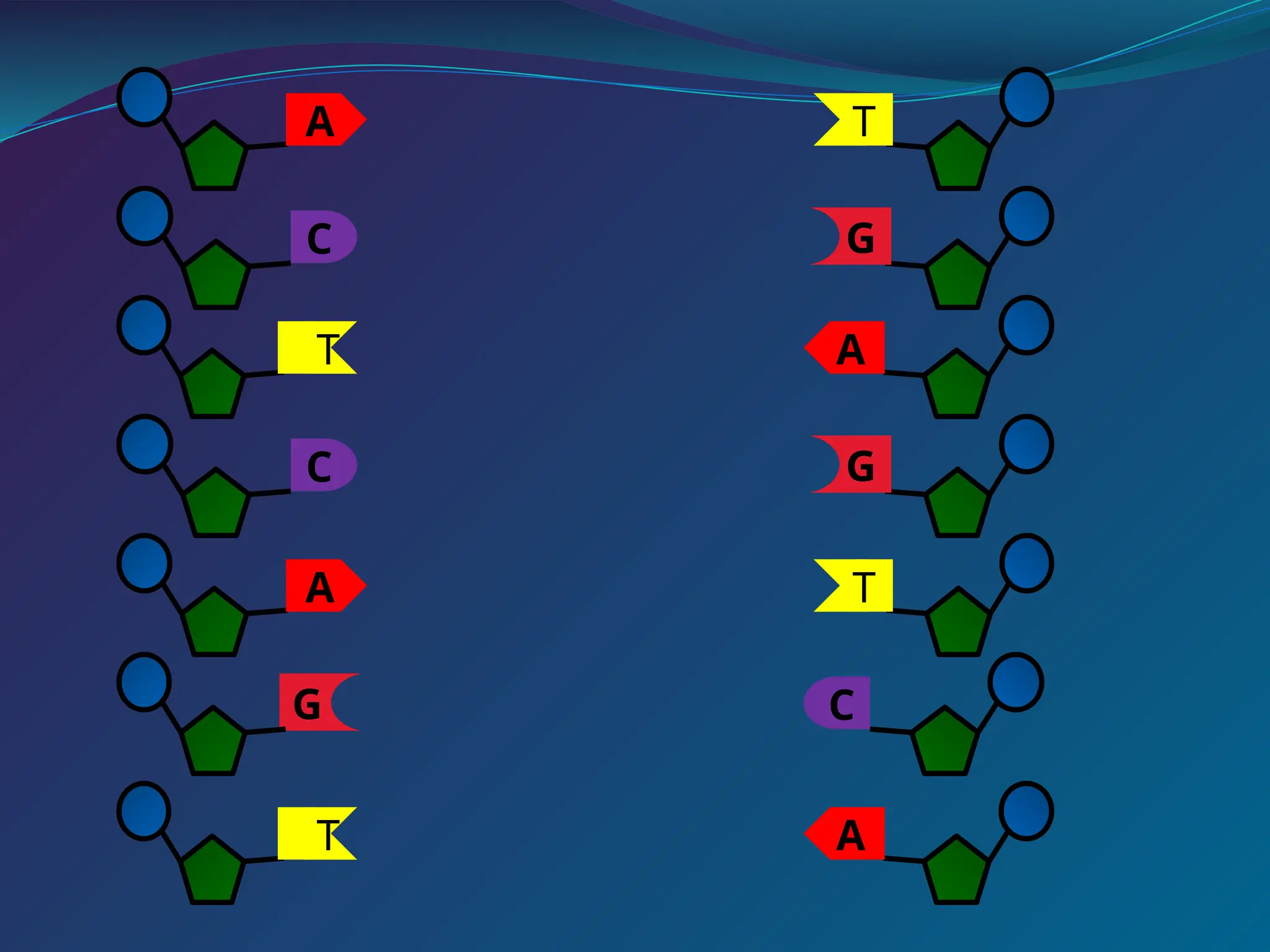 Deoxyribonuclease Structure PowerPoint.ppt | Chemistry | Science