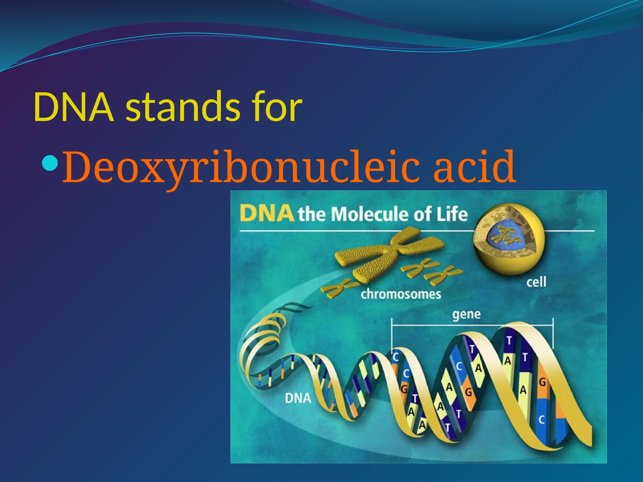 Deoxyribonuclease Structure PowerPoint.ppt