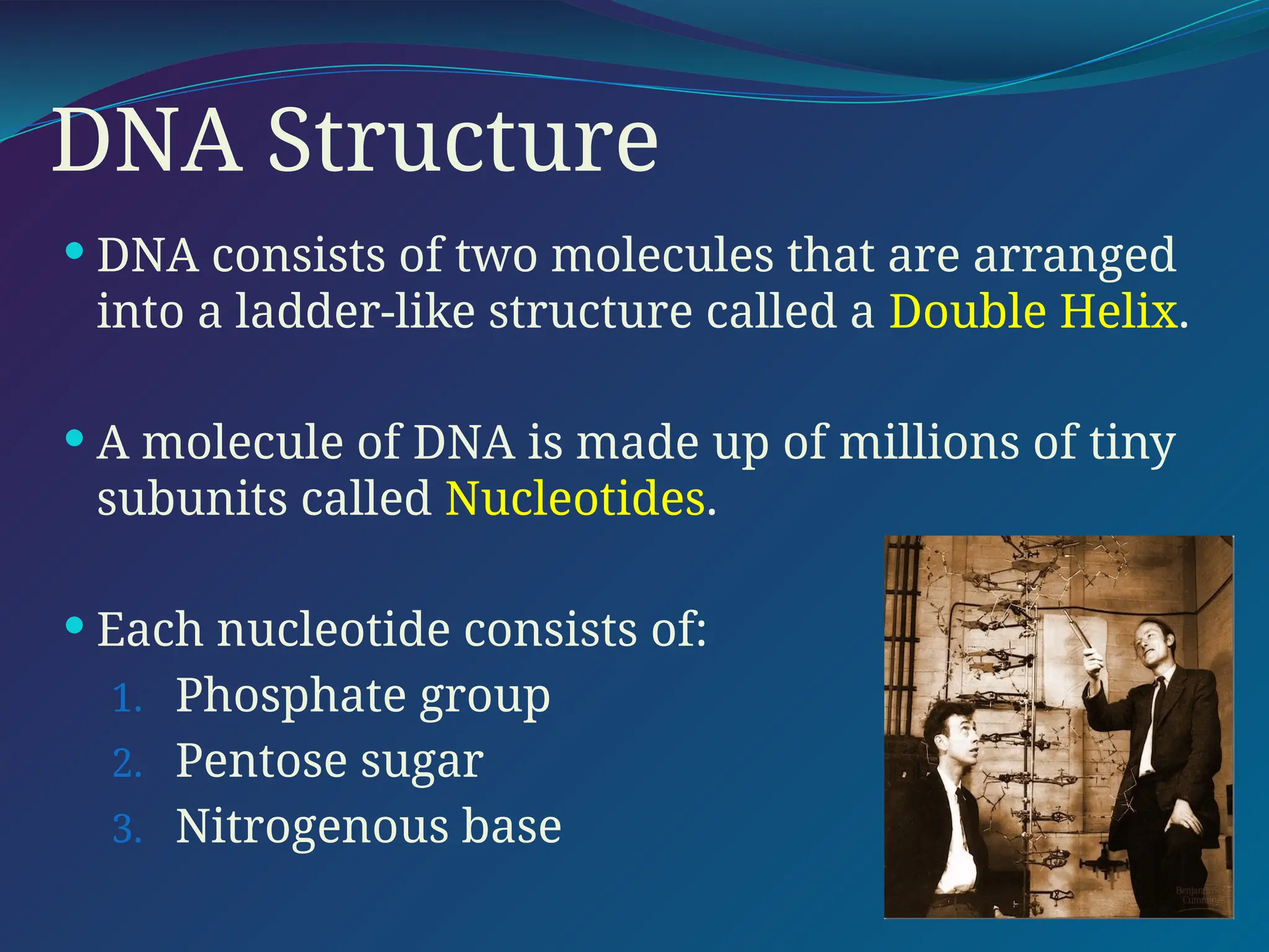Deoxyribonuclease Structure PowerPoint.ppt