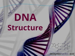 Deoxyribonuclease Structure PowerPoint.ppt
