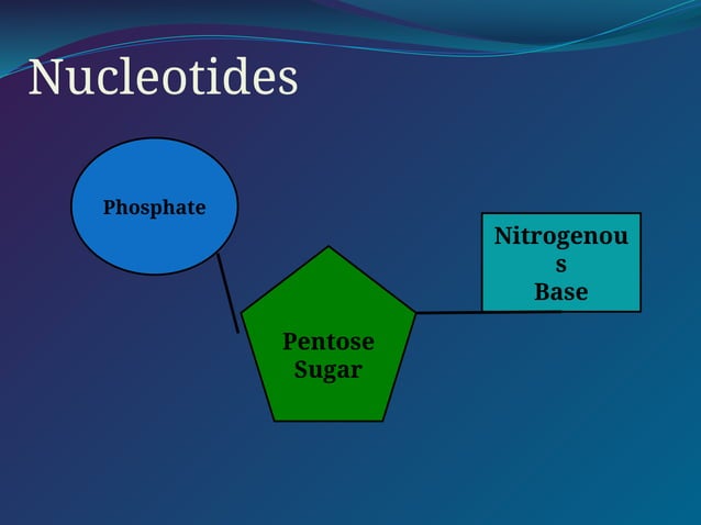 Deoxyribonuclease Structure PowerPoint.ppt