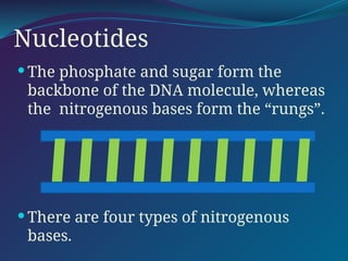 Deoxyribonuclease Structure PowerPoint.ppt