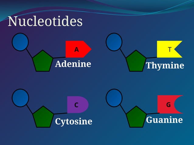 Deoxyribonuclease Structure PowerPoint.ppt