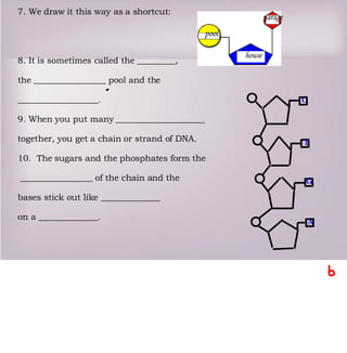 DNA Study Guide | PPT