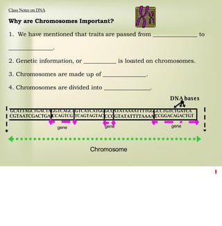 DNA Study Guide | PPT