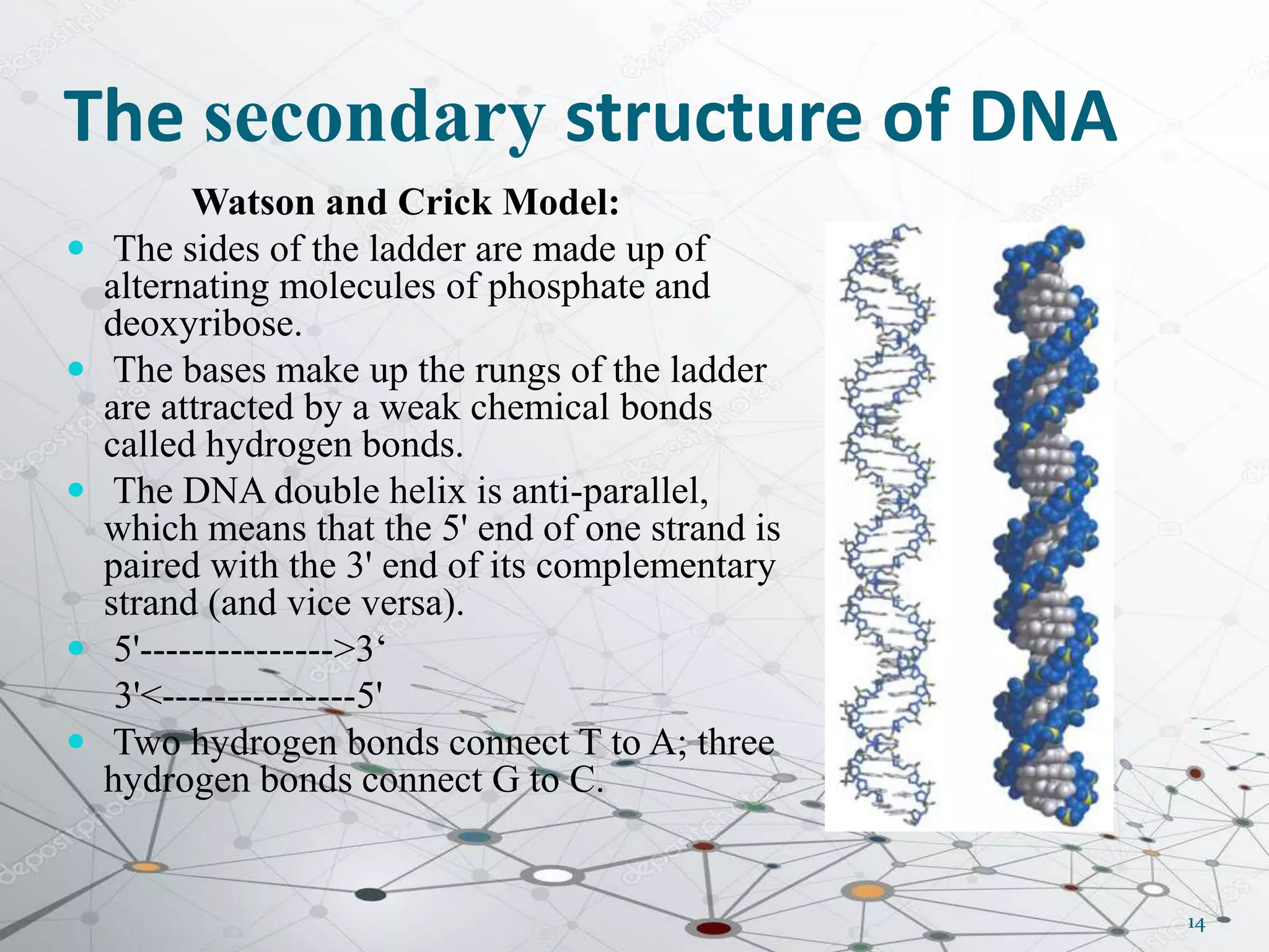 DNA structure and types | PPTX | Chemistry | Science