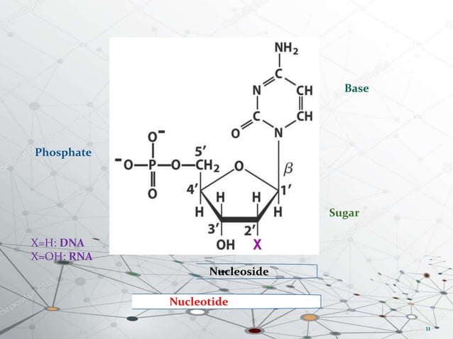 DNA structure and types | PPTX | Chemistry | Science