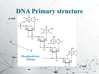 DNA structure and types | PPTX