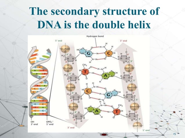 DNA structure and types | PPTX | Chemistry | Science