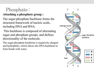Dna (1)1437 | PPTX