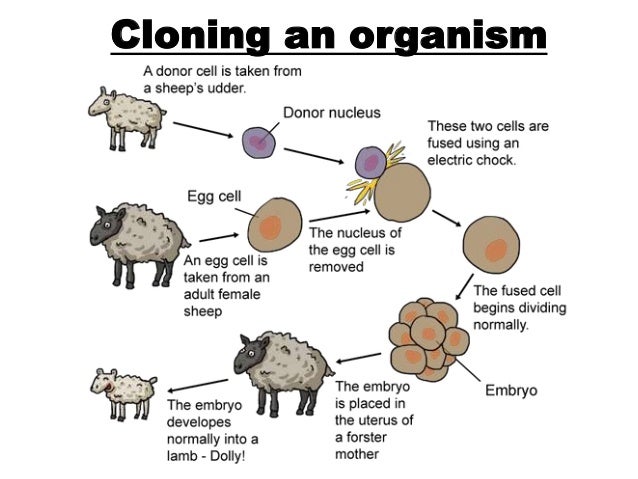 DNA Cloning Lesson